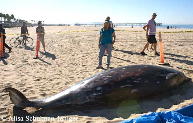 Rare, mysterious beaked whale strands on Southern California beach ...