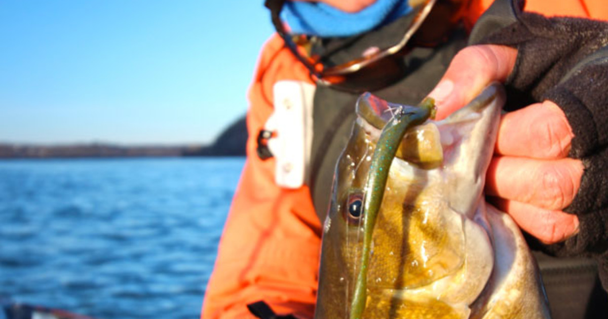 Double Duty Drop Shot - Double your odds of hooking up by drop-shotting ...