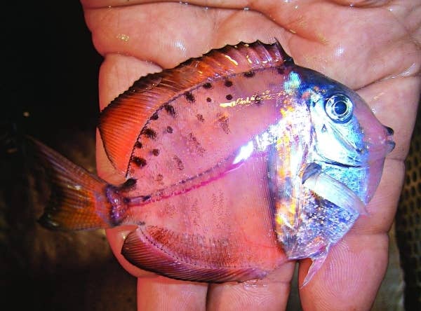 Mystery fish caught on Mexico trip identified - Men's Journal