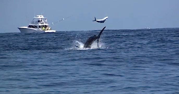 Fisherman catches rare footage of marlin attack - Men's Journal
