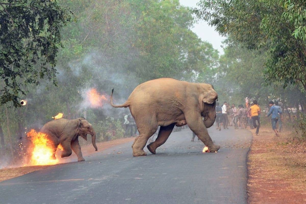 Elephants firebombed by mob in award-winning photo that leaves judges ...