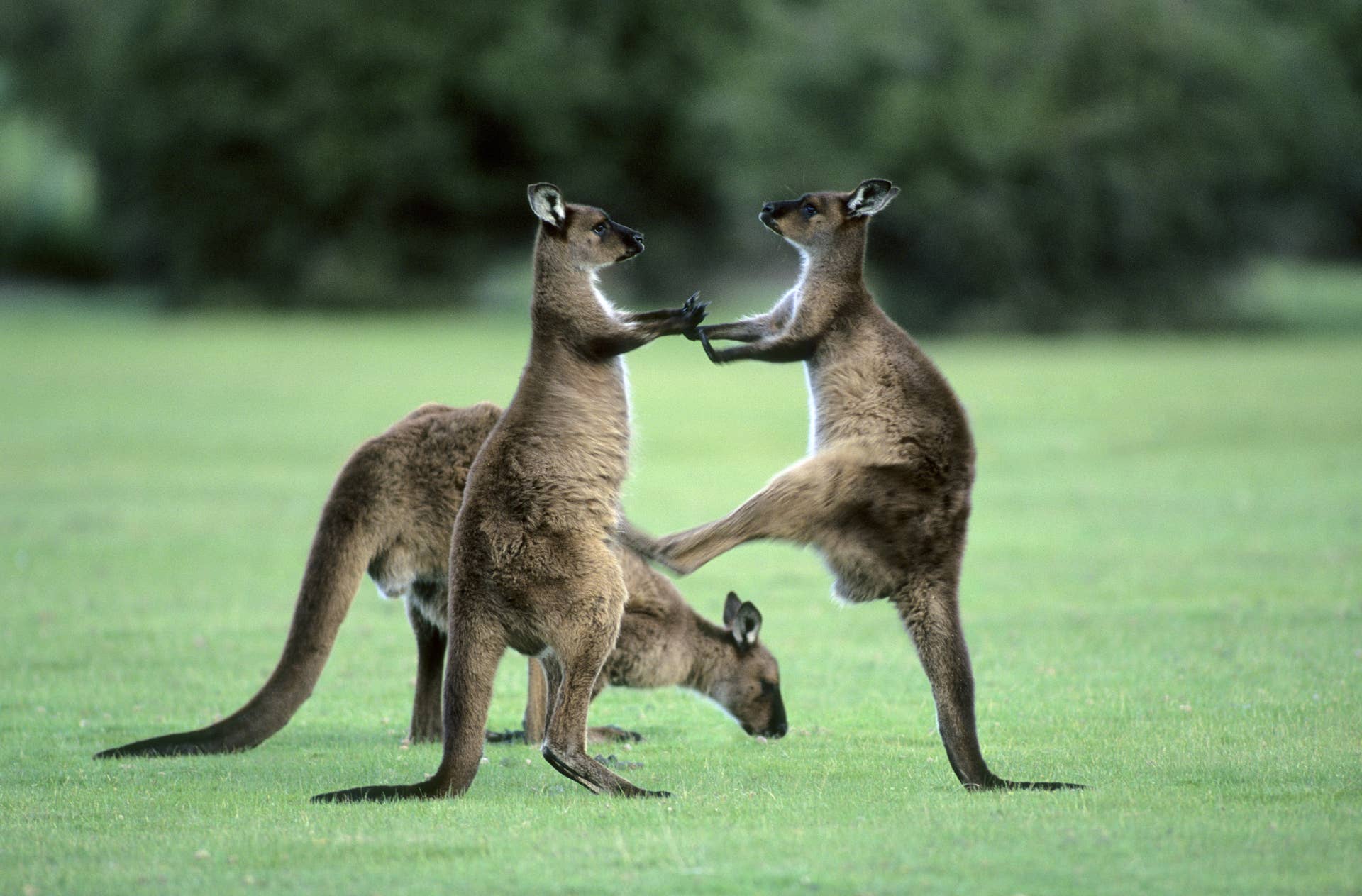Americans More Confident They Could Beat Jake Paul than a Kangaroo in ...