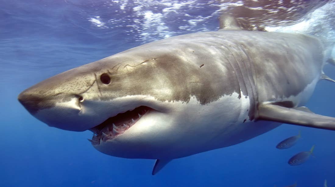 This Interactive Map Shows 30 Years of Shark Attacks - Men's Journal