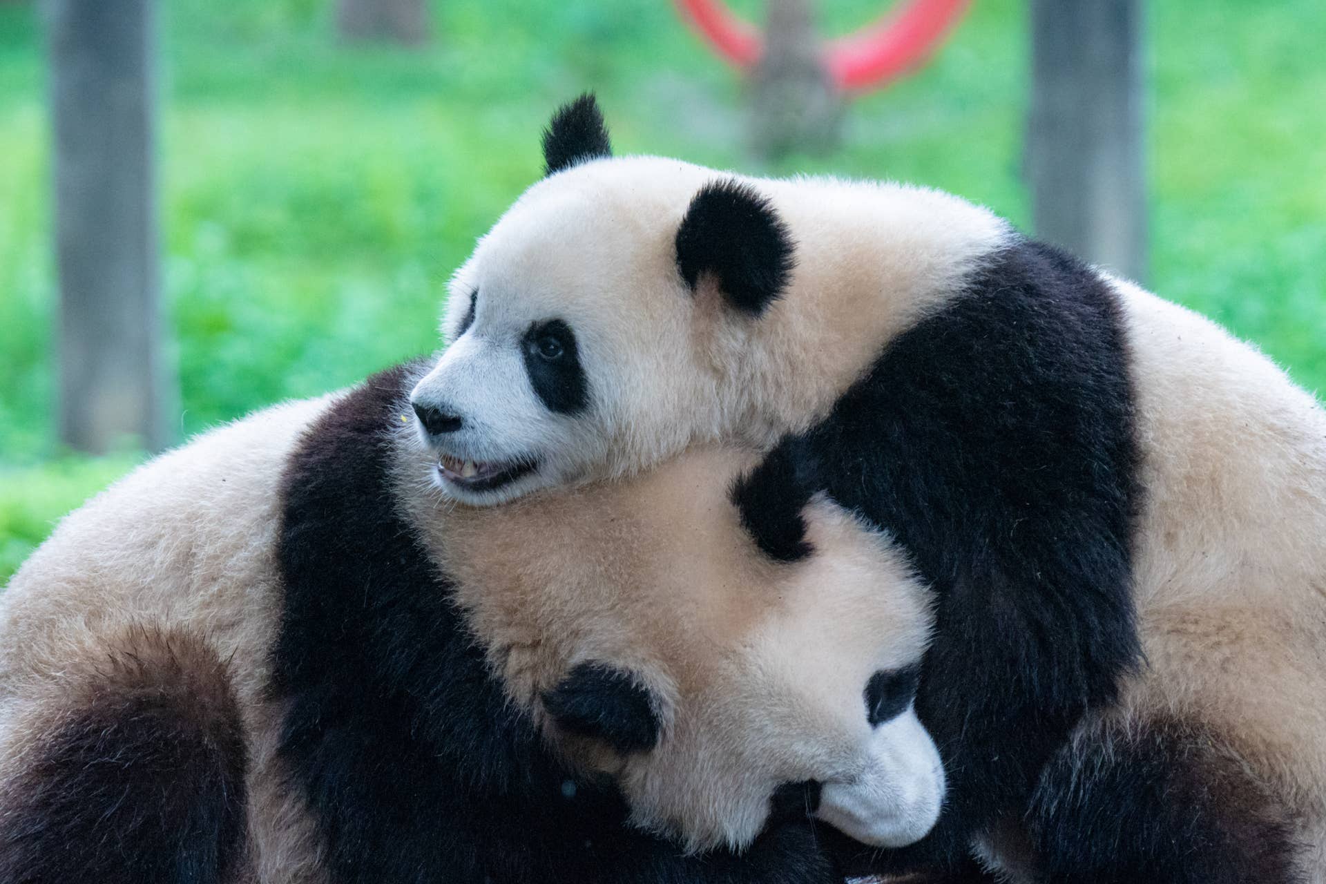 Terrifying Video Shows Two Pandas Pouncing On, Mauling Zookeeper - Men ...