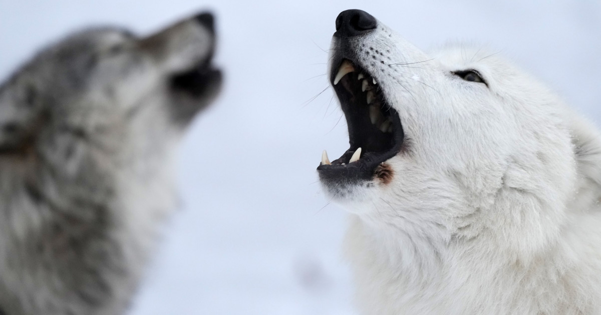 Video Shows 1st Dire Wolf Howl in 10,000 Years - Men's Journal