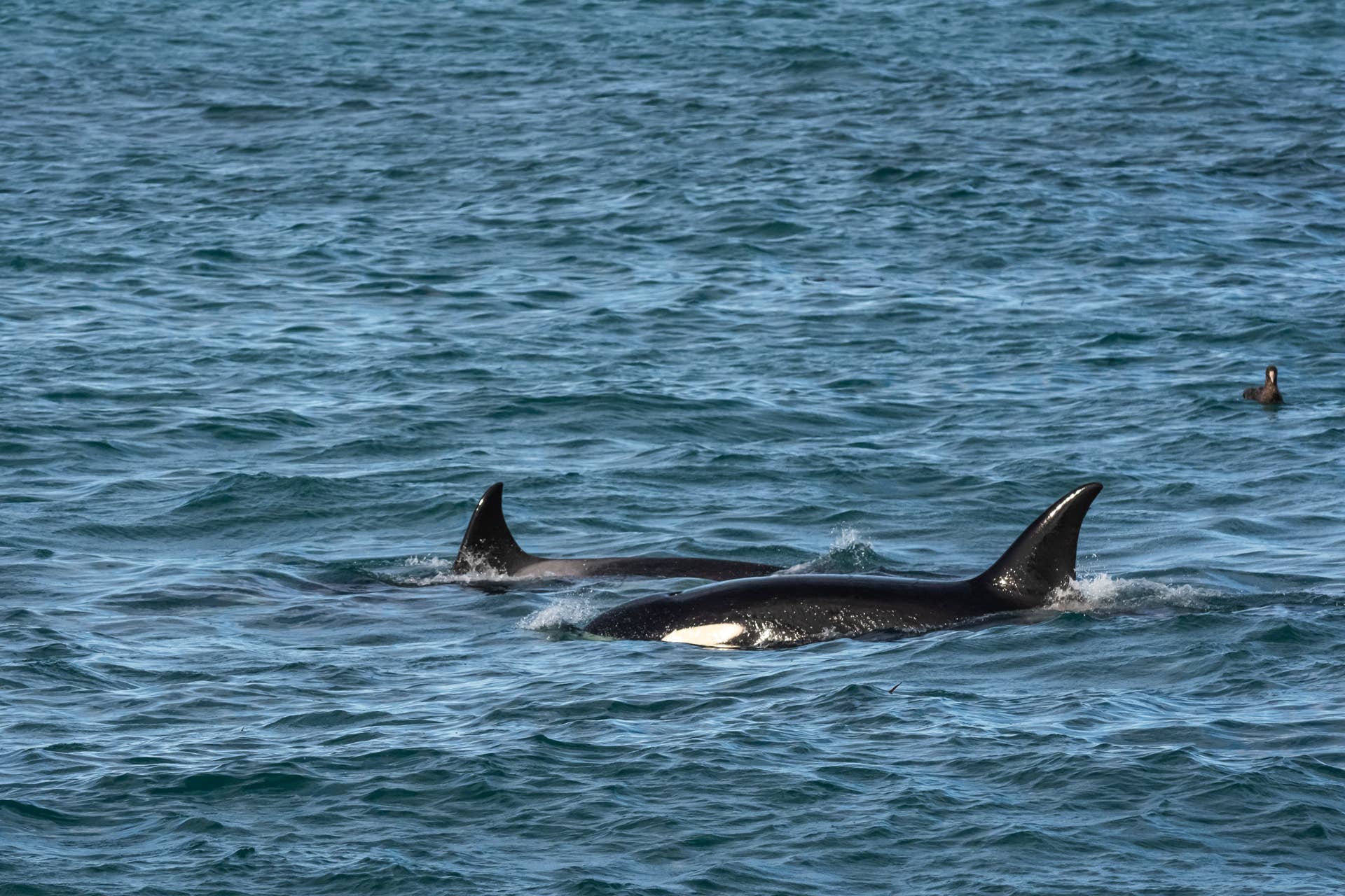 Video Catches Latest Orca Attack on Luxury Yacht in Straight of ...