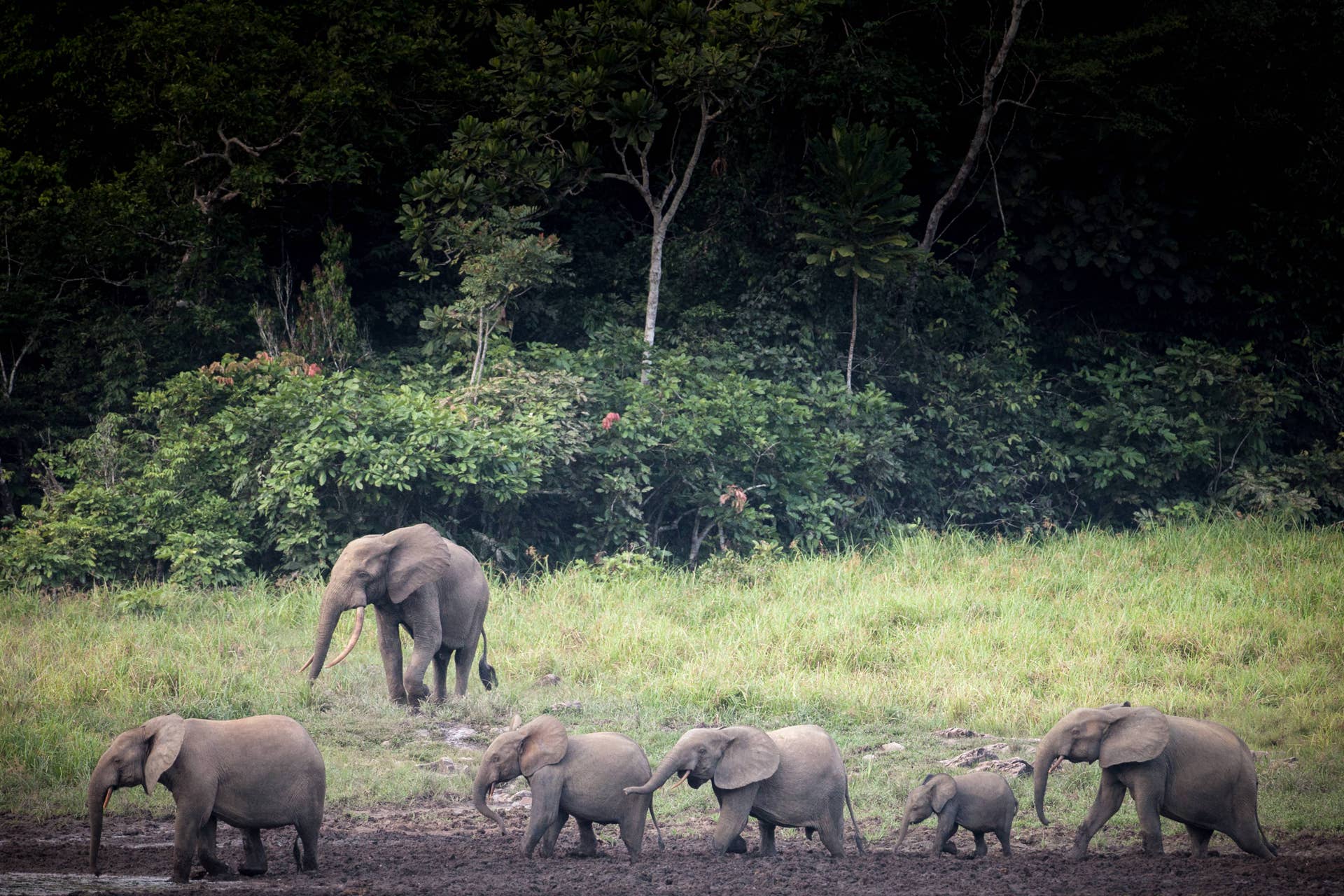 'Ghost' African Forest Elephant Spotted for First Time in 5 Years - Men ...