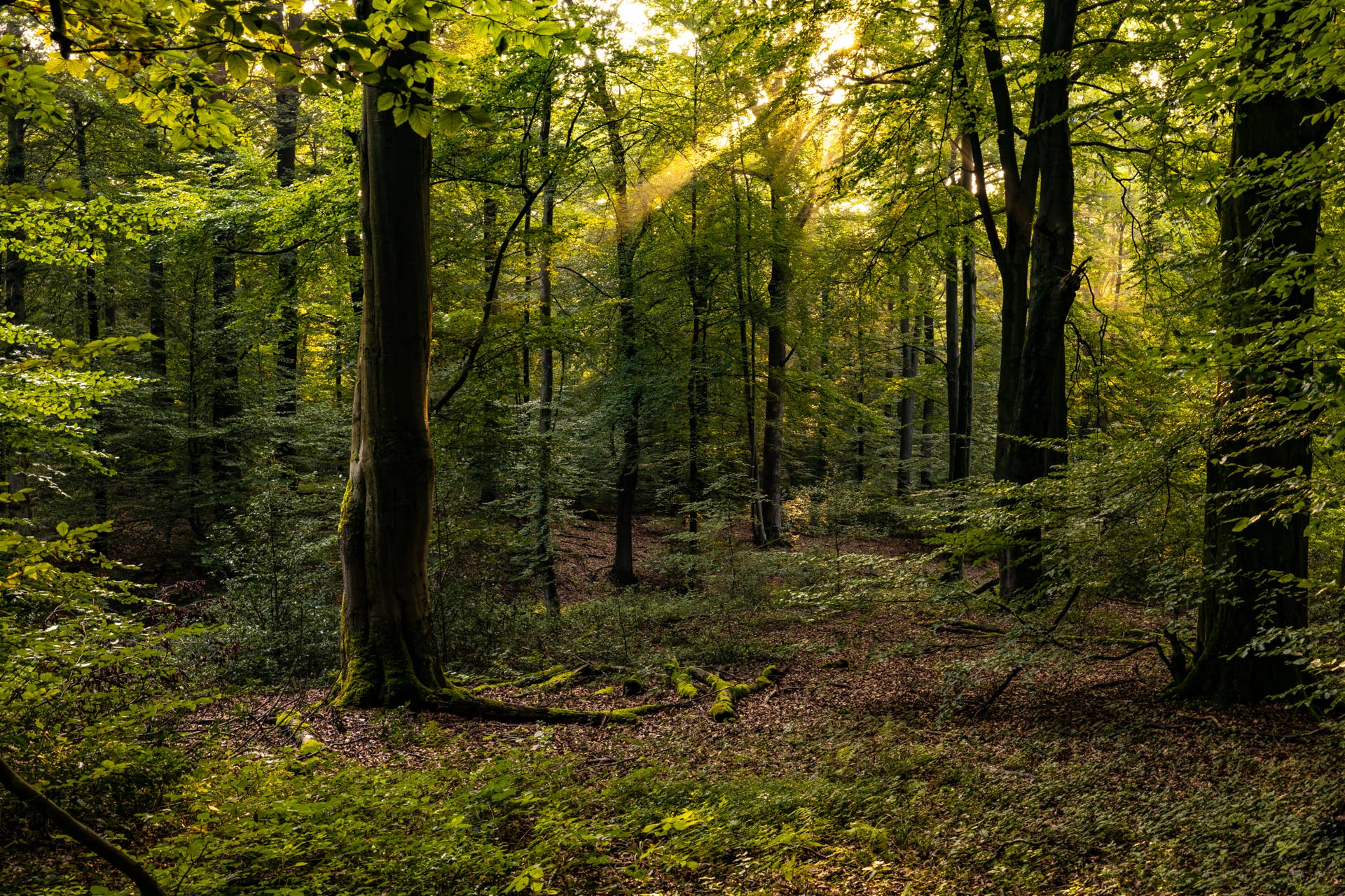Hiker Spent Nearly a Week Stranded in Woods After Taking 'Shortcut ...