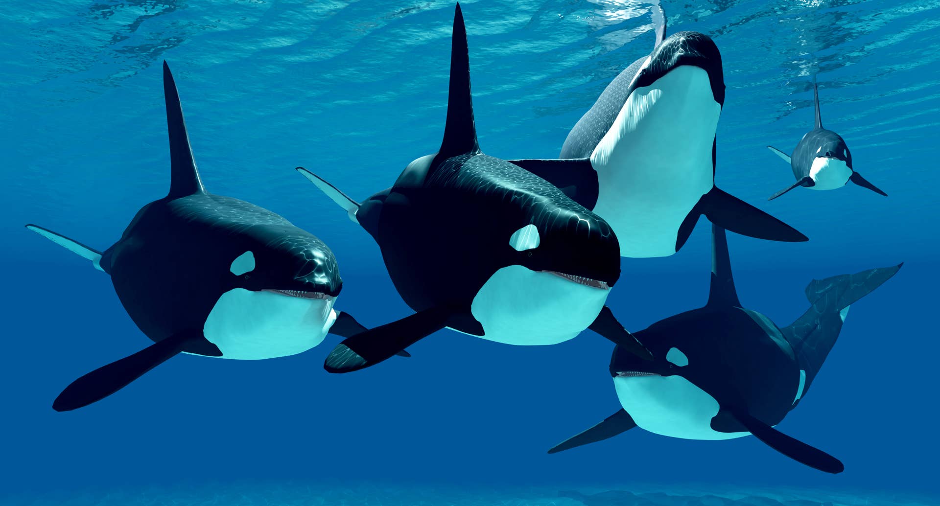 Orcas Filmed Exhibiting Rare Kissing Behavior for the First Time - Men ...
