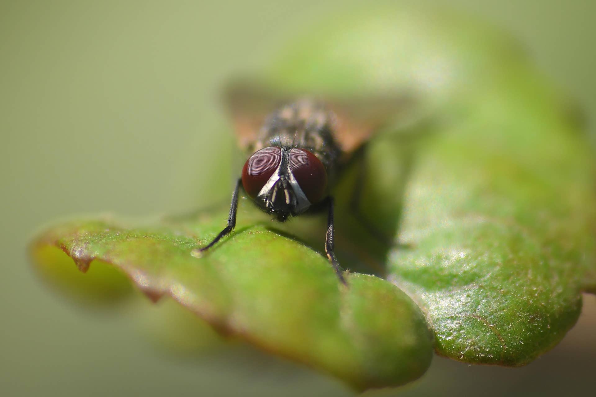 Weird Way USDA Combats Flesh-Eating Maggots in Texas - Men's Journal