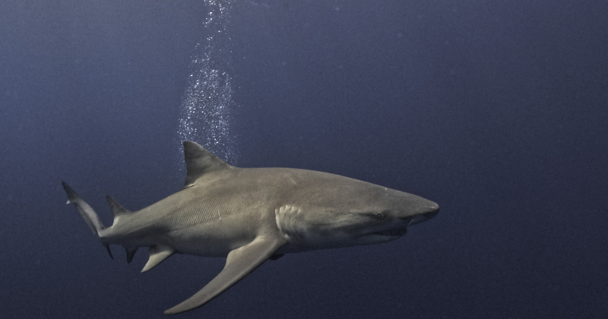 Friends of Shark Attack Victim Asking for Prayers — Refutes Claim - Men ...