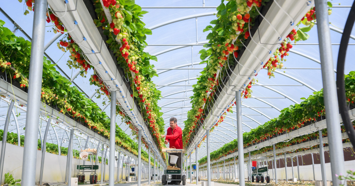 Nutritionist Issues Warning of Overeating This Popular Summer Fruit ...