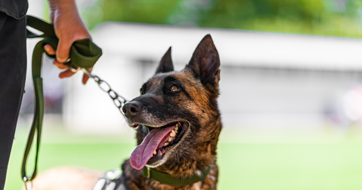 300 Cases of Dog Food Recalled for Plastic Contamination - Men's Journal