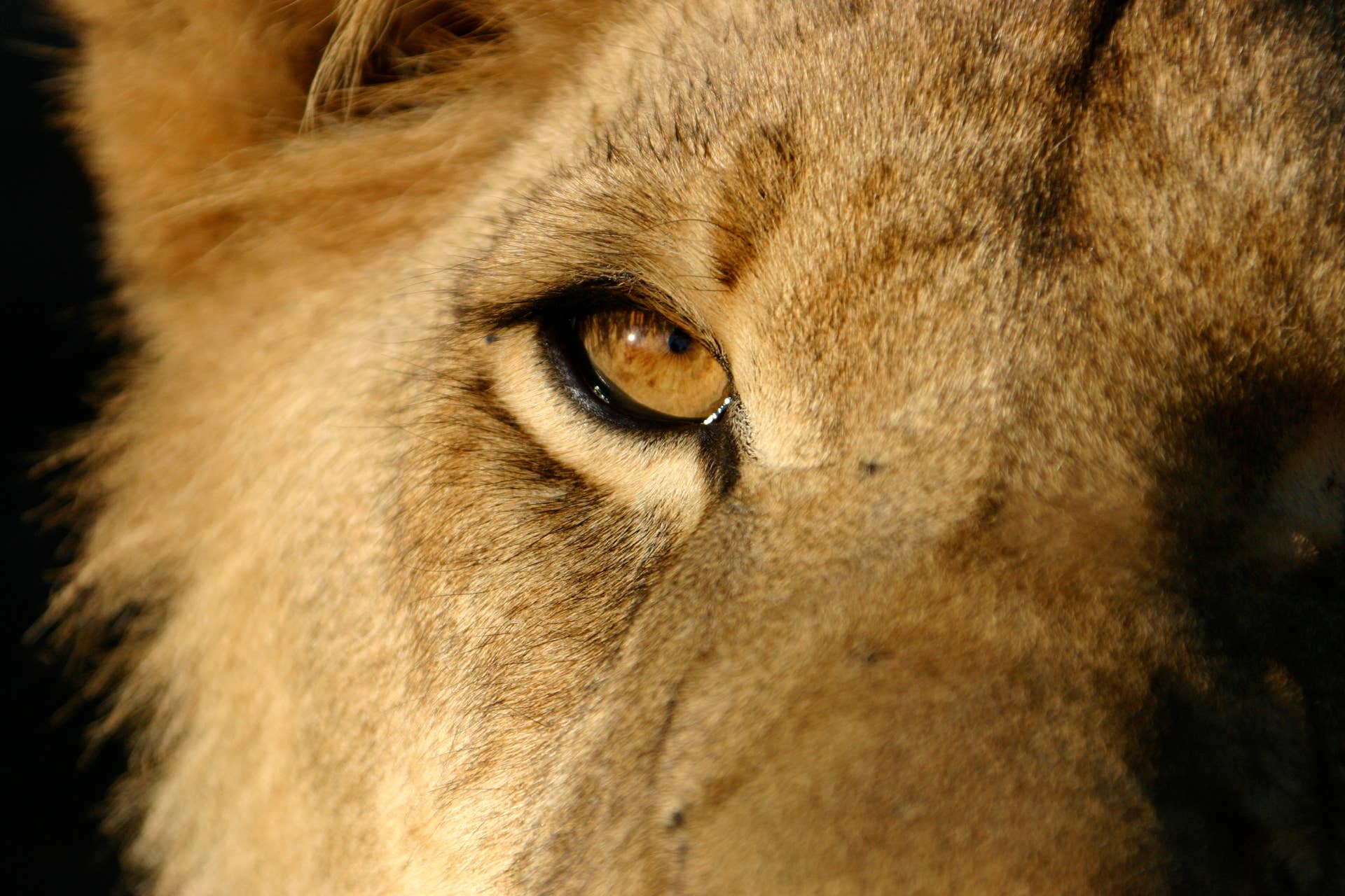 Beloved Lion 'Lured' From Protective Zone and Killed in 'Deeply ...