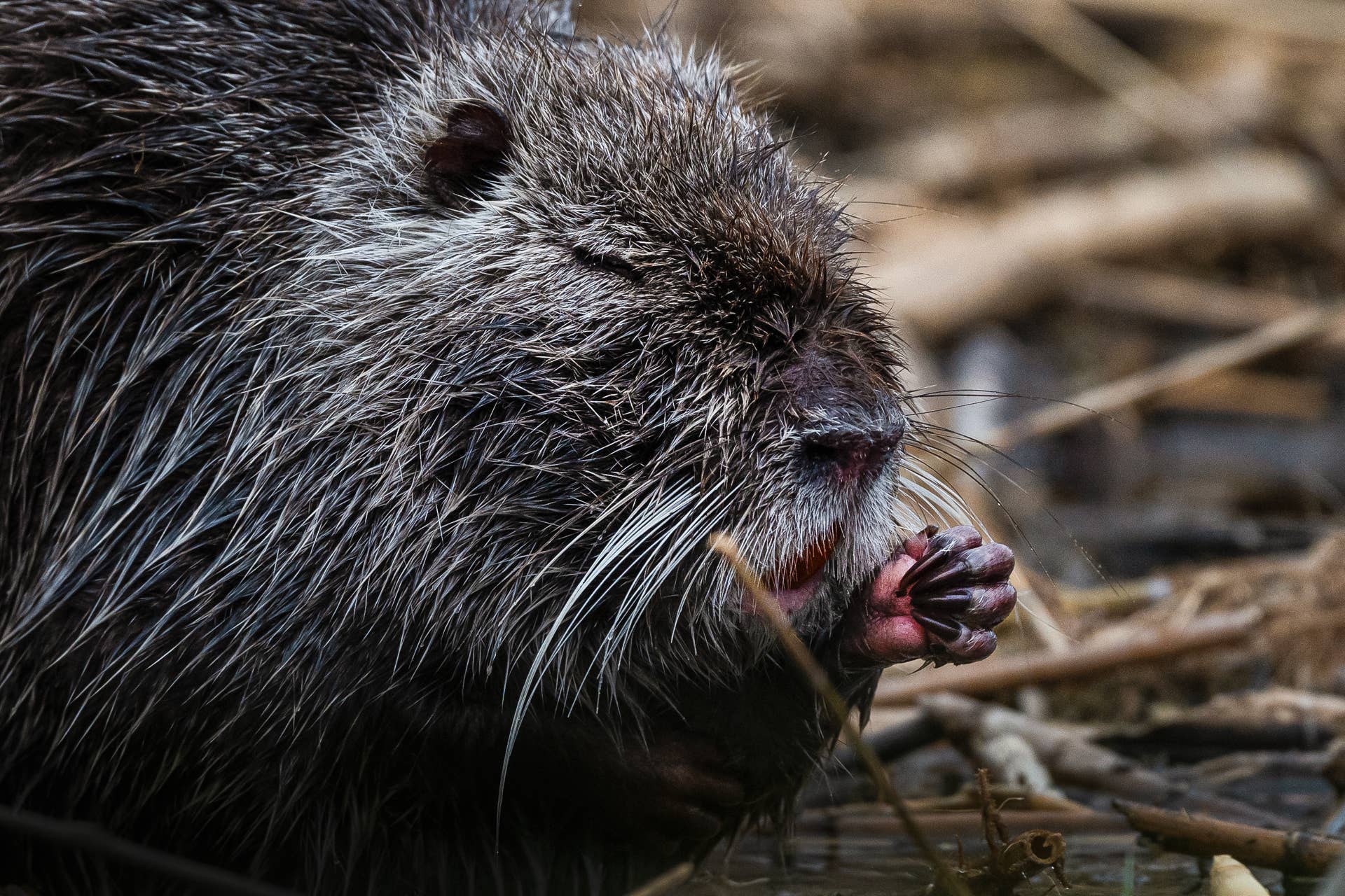Eating Invasive Nutria to Protect Environment - Men's Journal