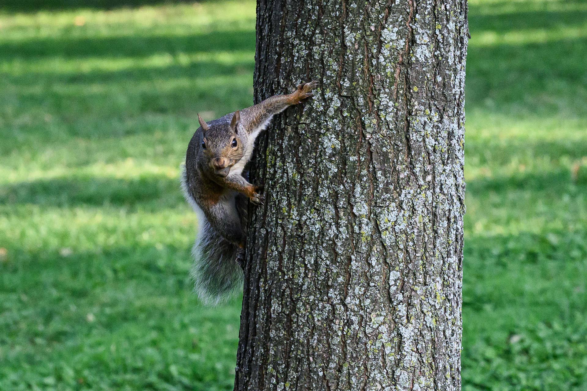 Two People Hospitalized in Squirrel Attacks - Men's Journal