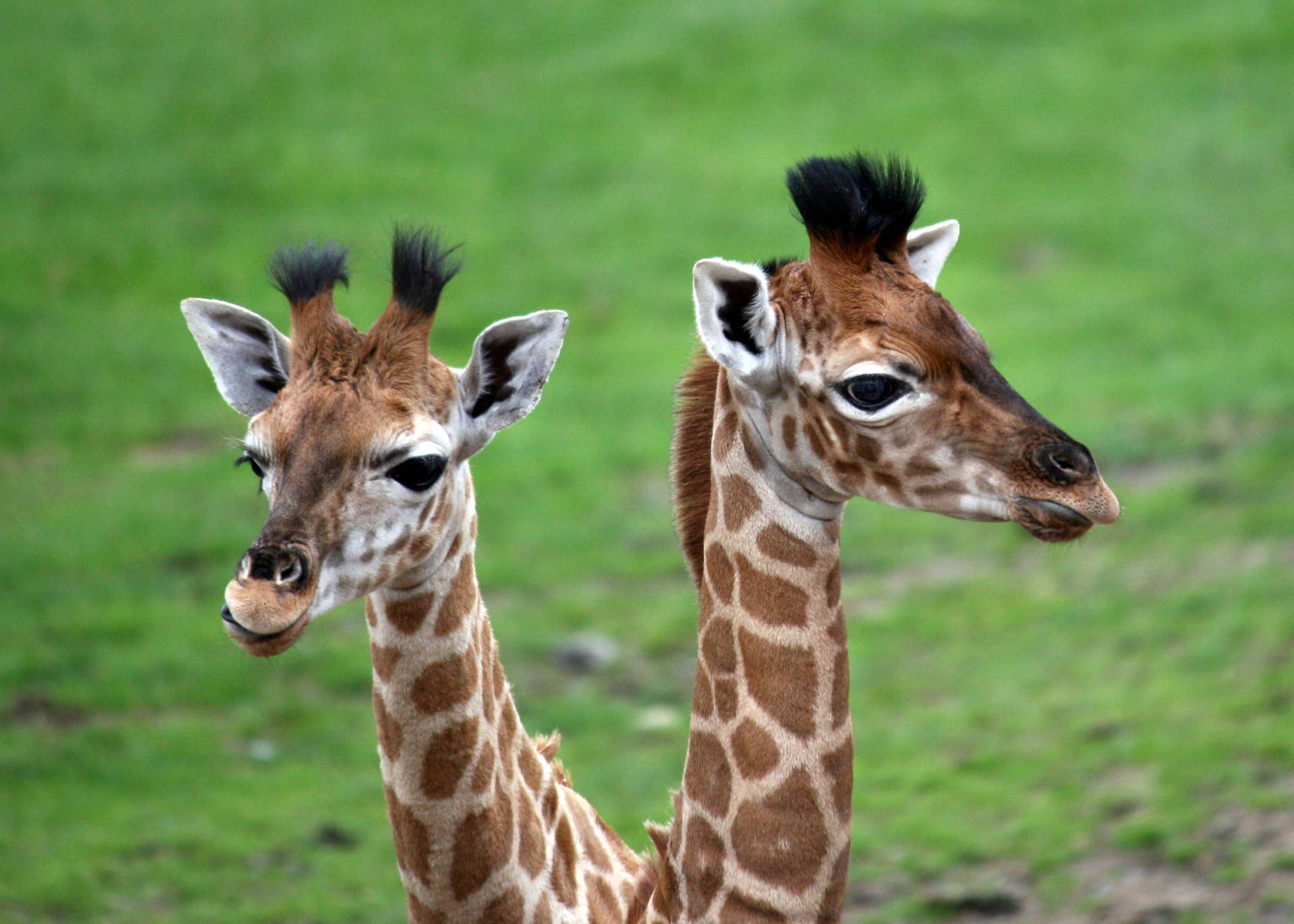 Two Baby Giraffes Still Missing, and 'Clueless' Star Is Now Joining the ...