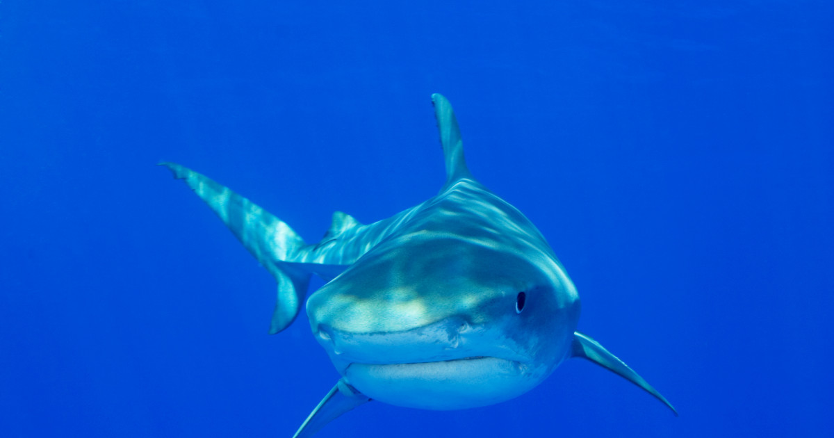 Hawaii Sees an Annual Shark Attack Spike. Now Scientists May Know Why ...