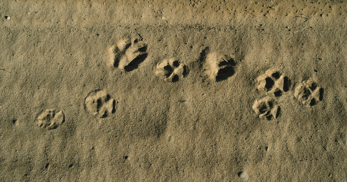 Tourist Found Dead on Popular Beach Near Pack of Wild Dogs - Men's Journal