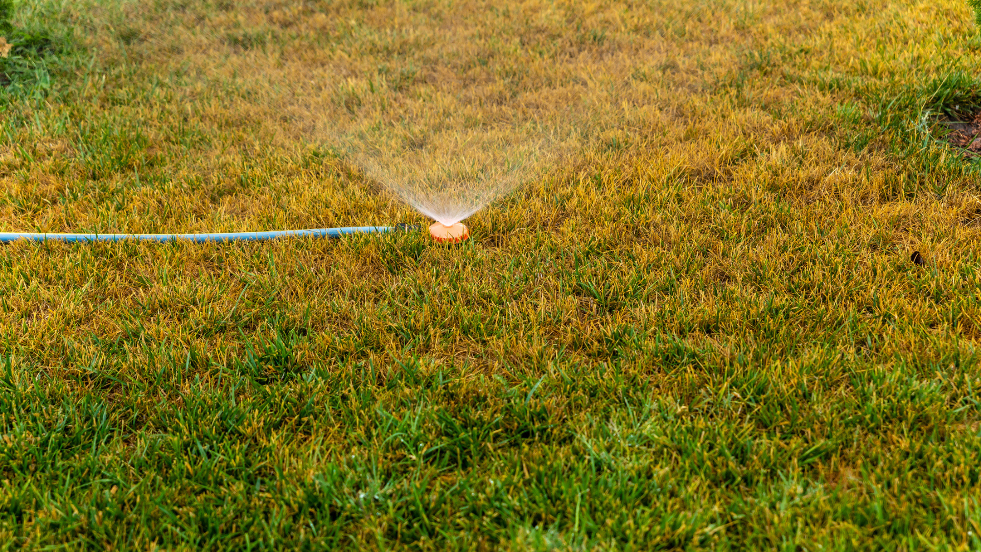 Winter Lawn Watering: How to Avoid Overwatering - Men's Journal