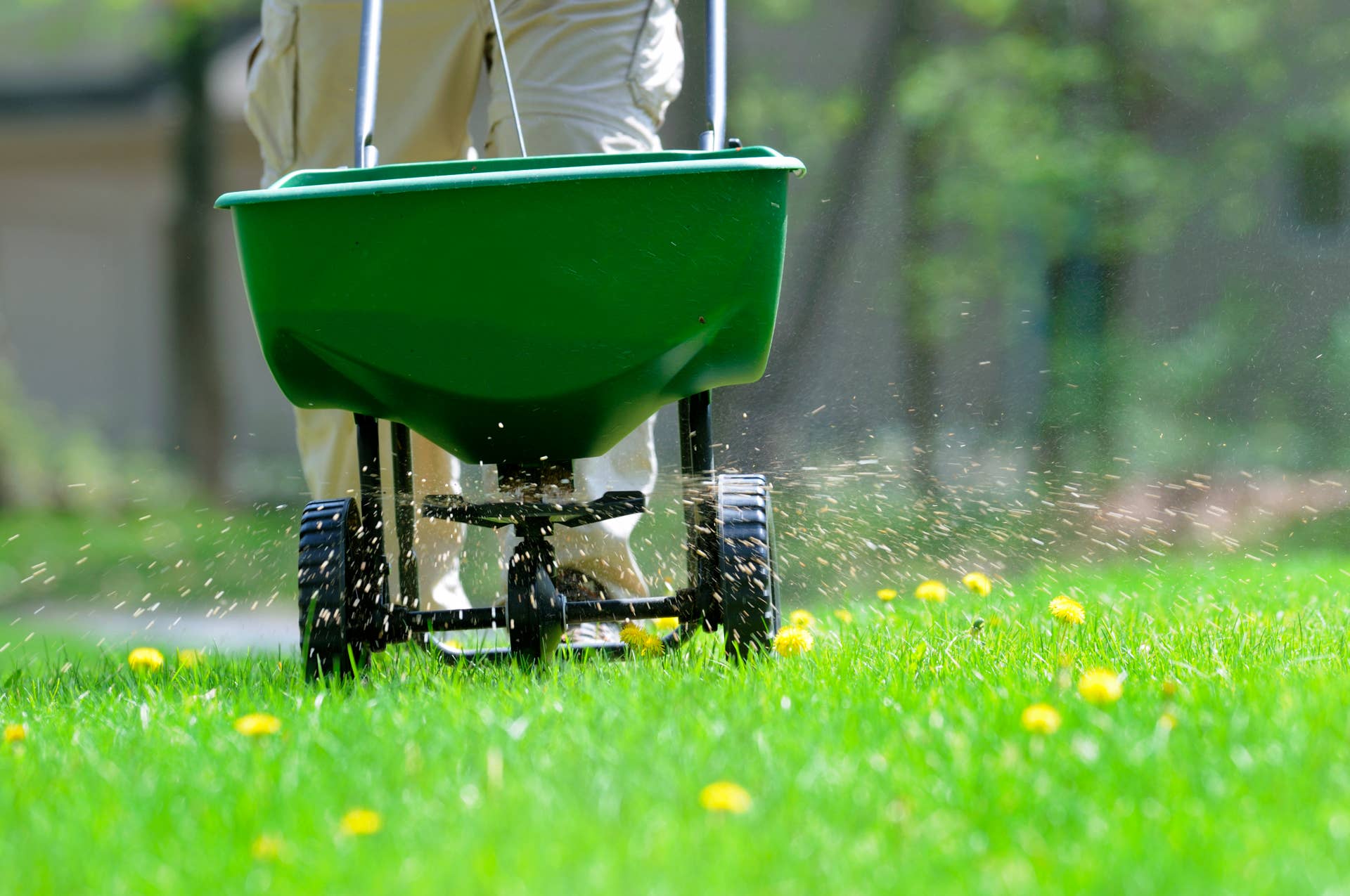 The Ultimate Post-Overseeding Checklist: Water, Mow, and Traffic Rules ...