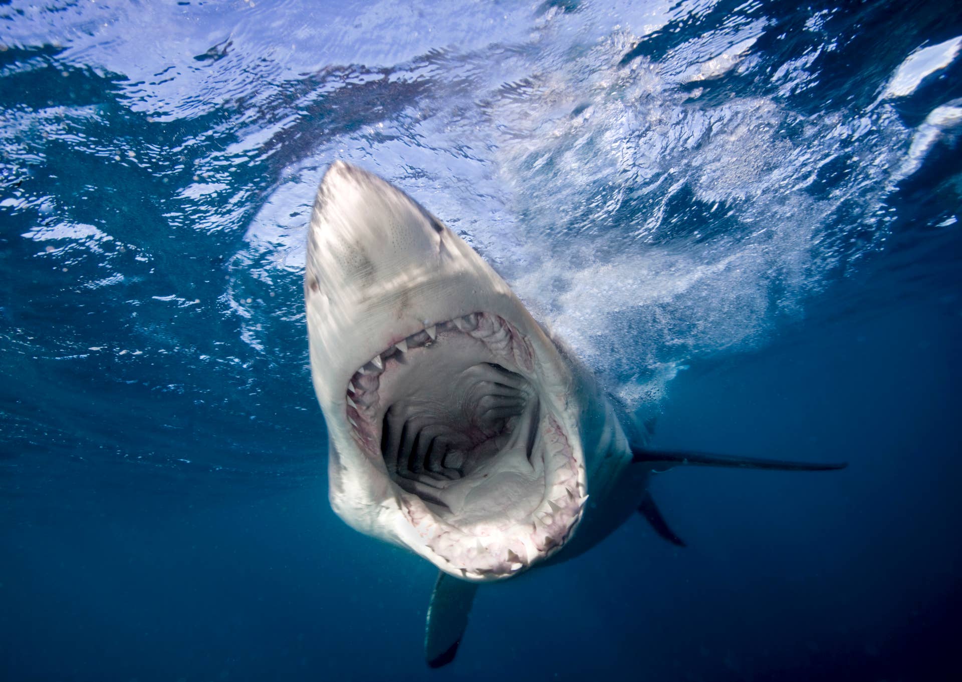 Unprovoked Shark Attacks Spiked Globally Last Year, Shark Attack File ...