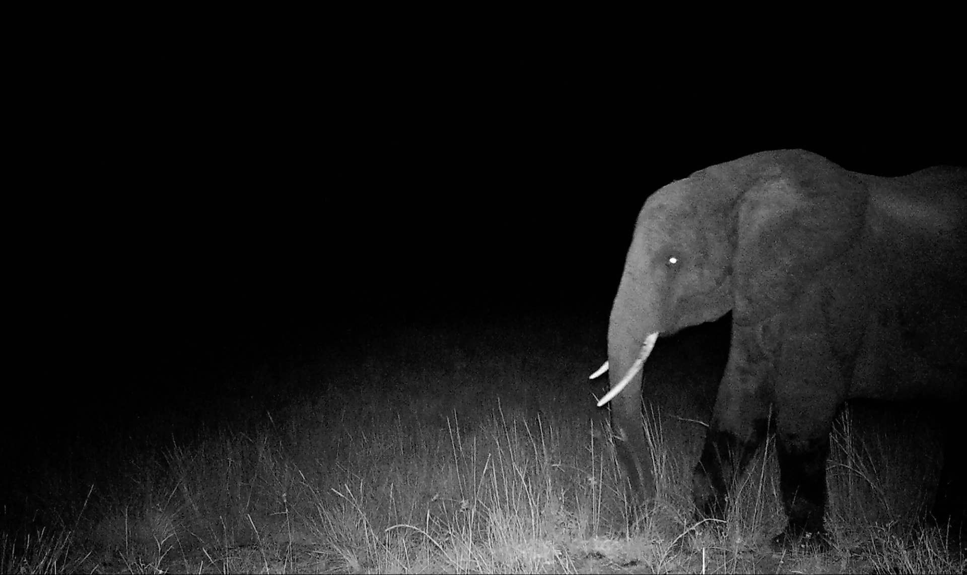 This Renowned Filmmaker Goes in Search of Africa's Elusive Ghost ...