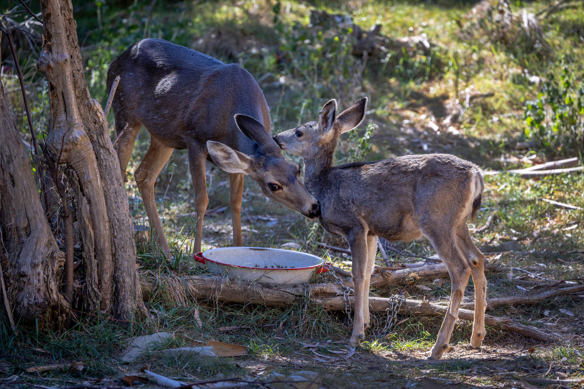 Government Reveals Plans to Eradicate Deer Population on Iconic Tourist ...