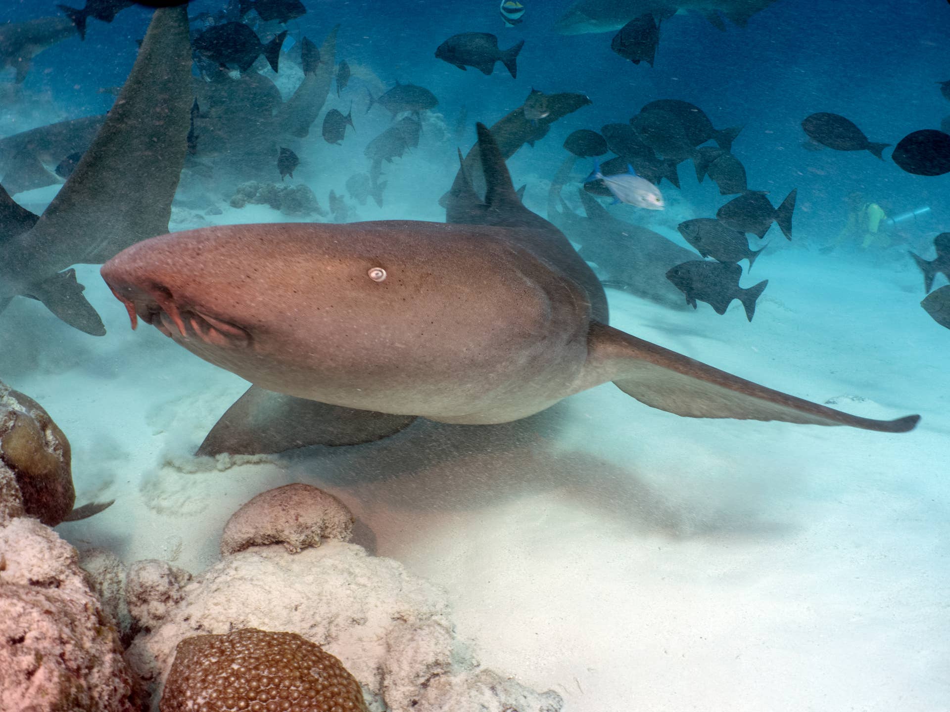 Windsurfing Doctor Who Died in Tiger Shark Attack Had 6 Bites - Men's ...