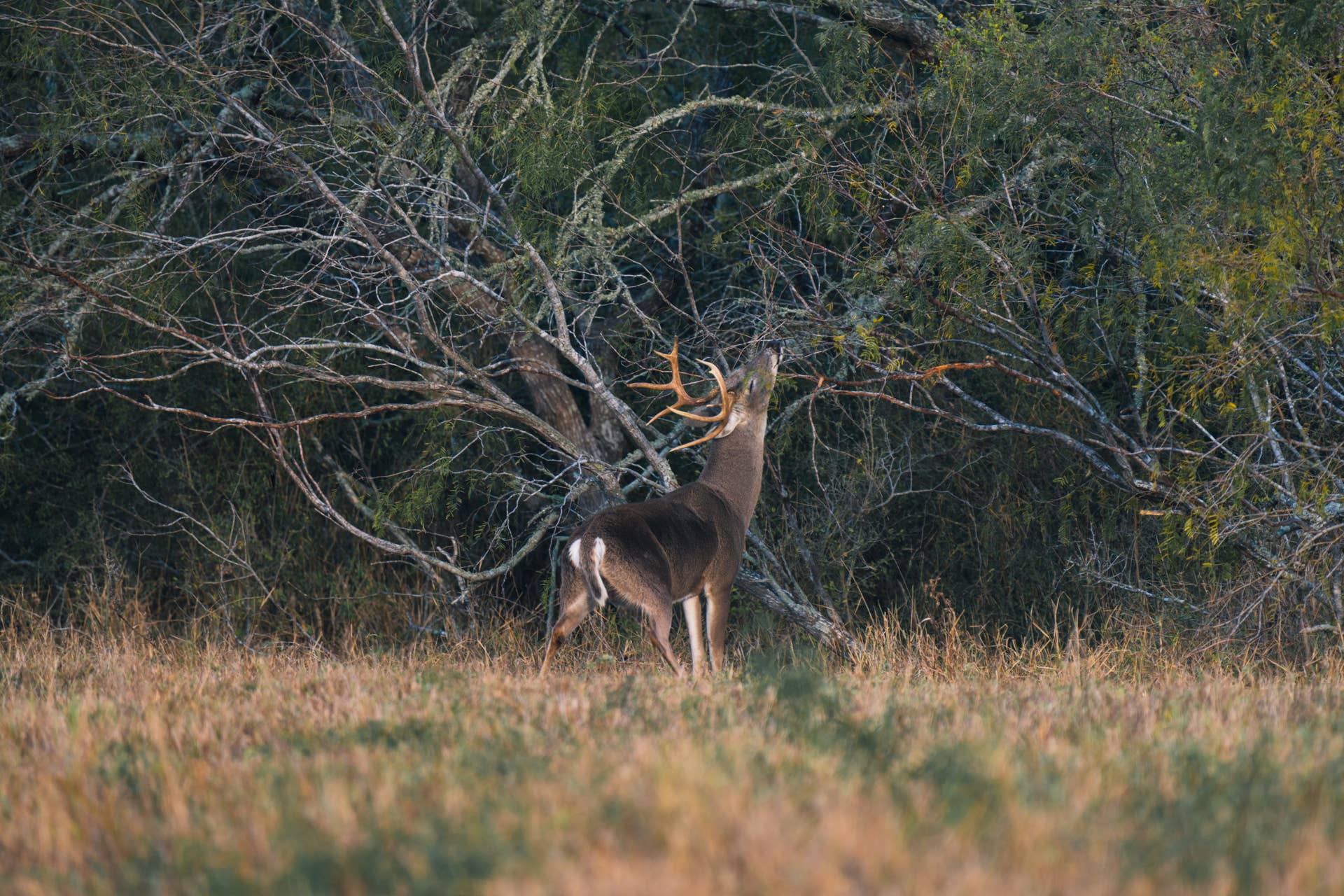 'MeatEater' Host Steve Rinella Is Reshaping the Hunting Narrative - Men ...