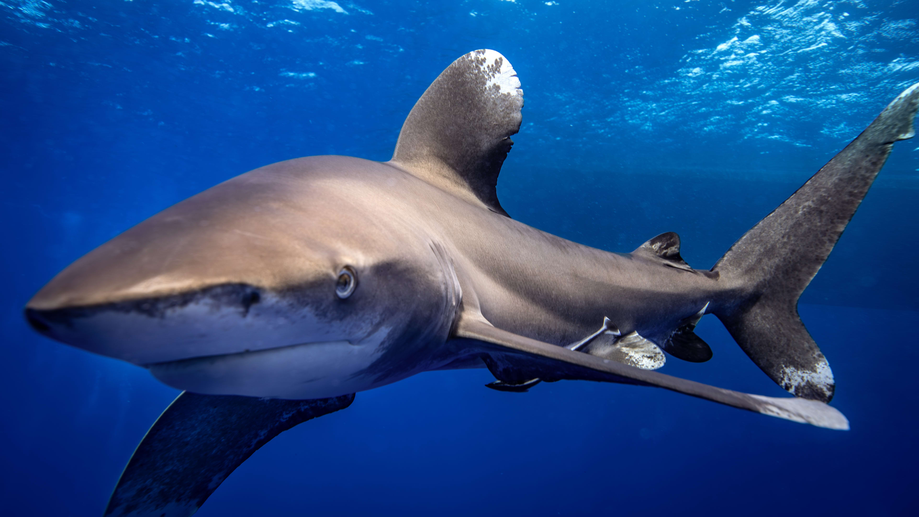 do reef sharks attack humans