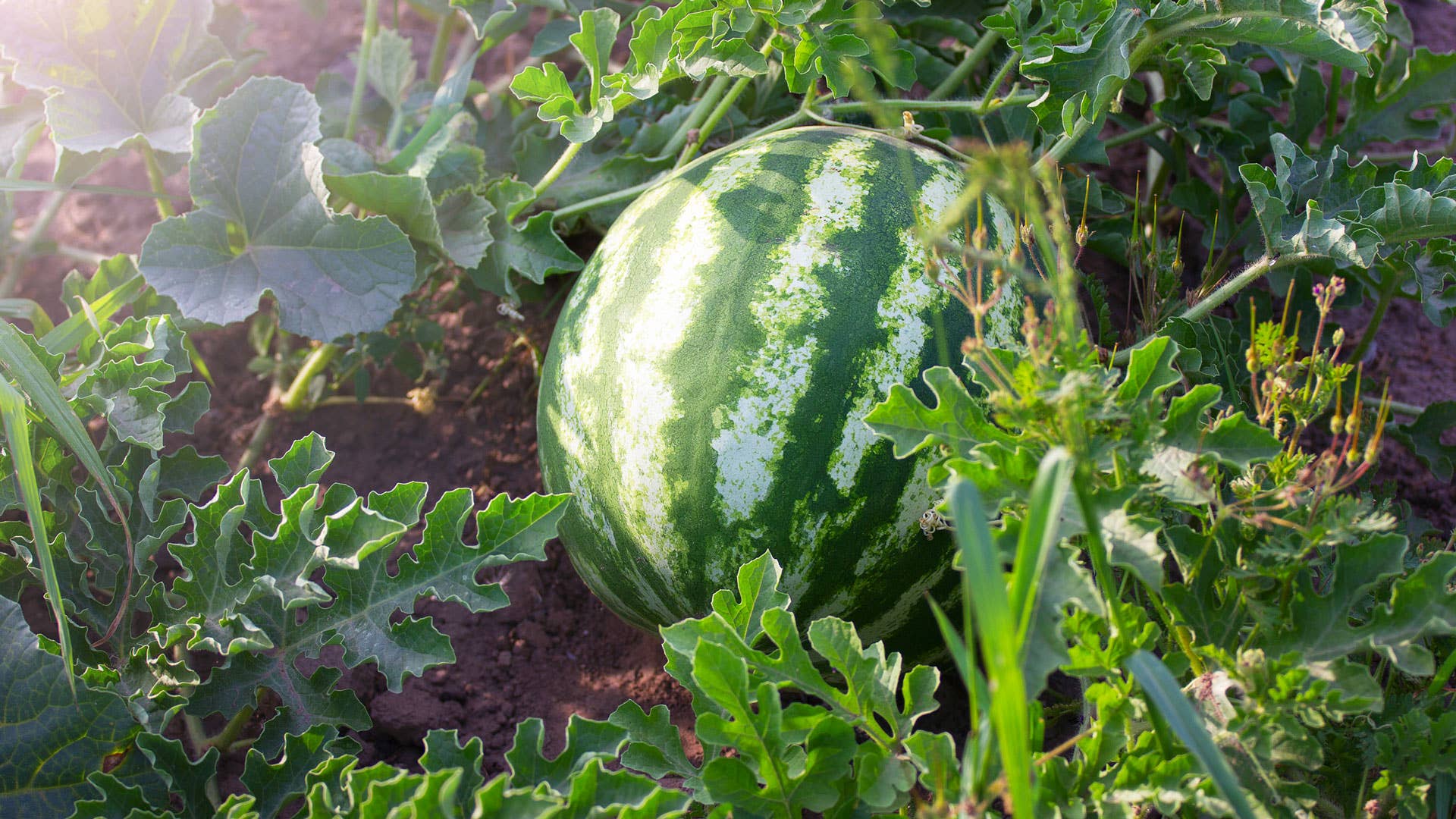 5 Delicious Foods to Grow at Home Now That Spring Has Sprung - Men's ...