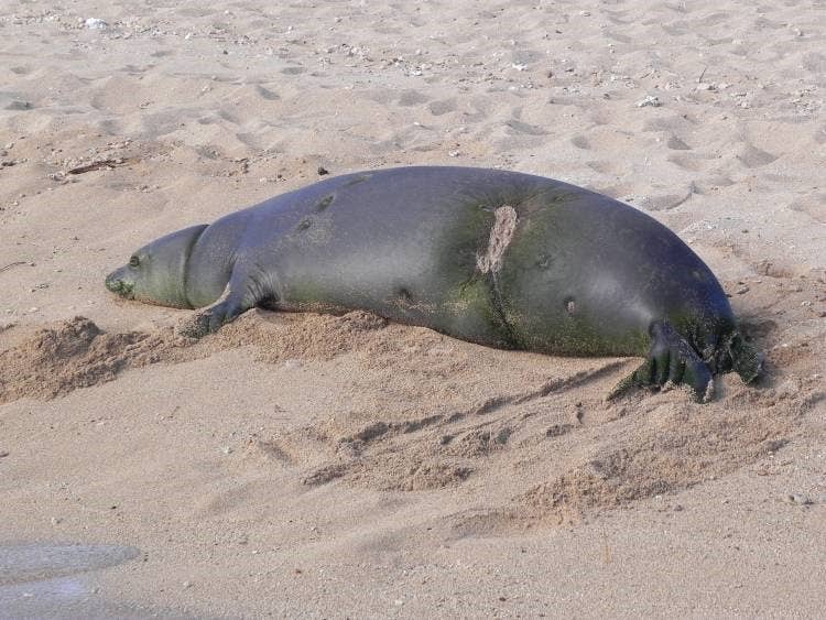 Arrest made over shocking video of man attacking endangered monk seal ...