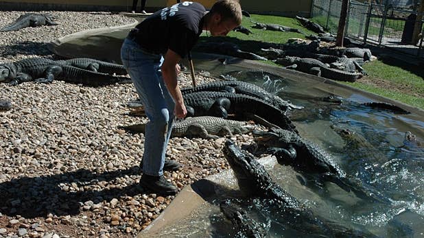 Gator Wrestling at Reptile Gardens in South Dakota - Men's Journal