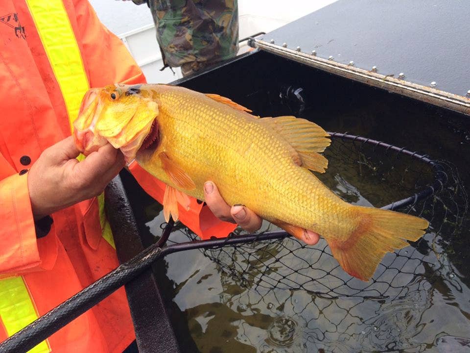 Bizarre gold largemouth bass caught in bass tourney - Men's Journal