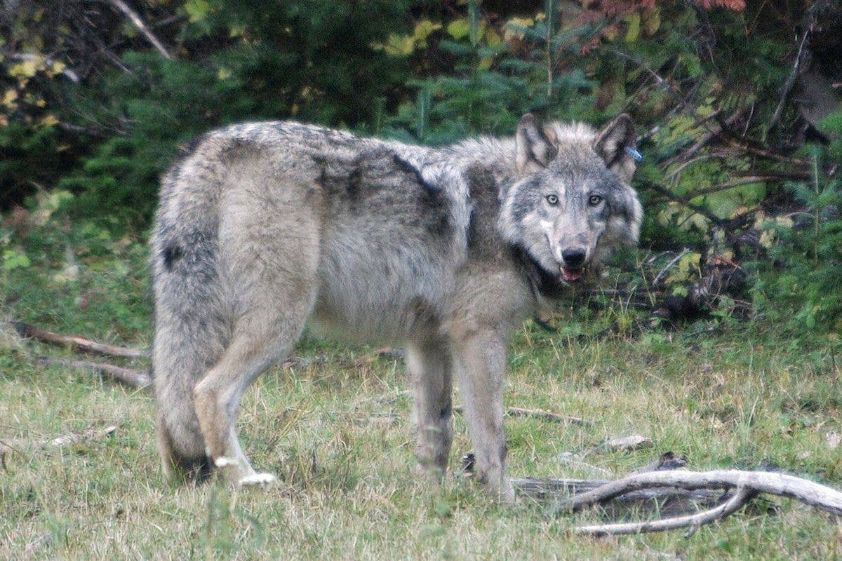 Hunter surrounded by wolves, acts in self-defense when one charges ...
