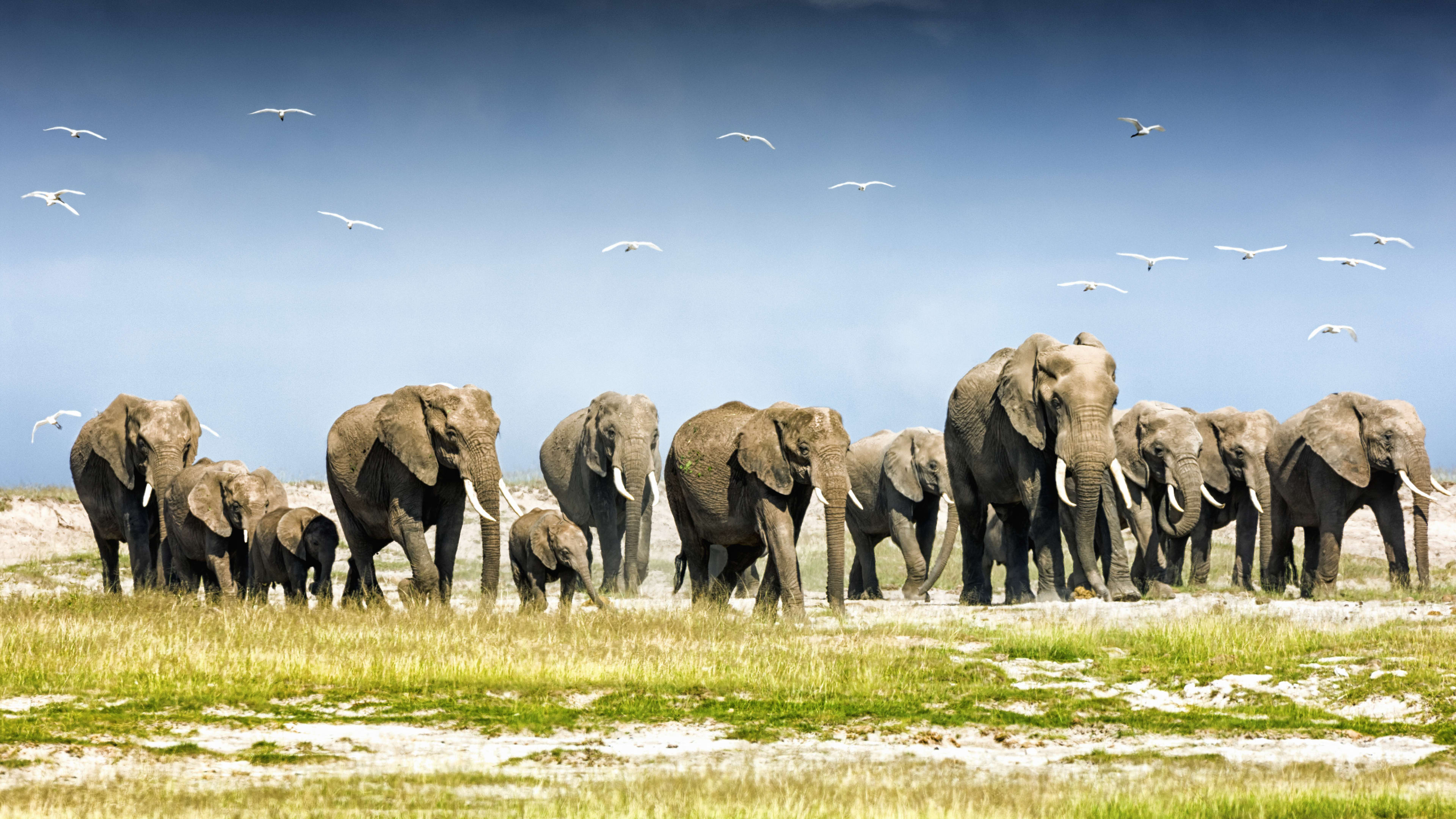 Best Environmental Documentaries Streaming on Netflix Now - Men's Journal