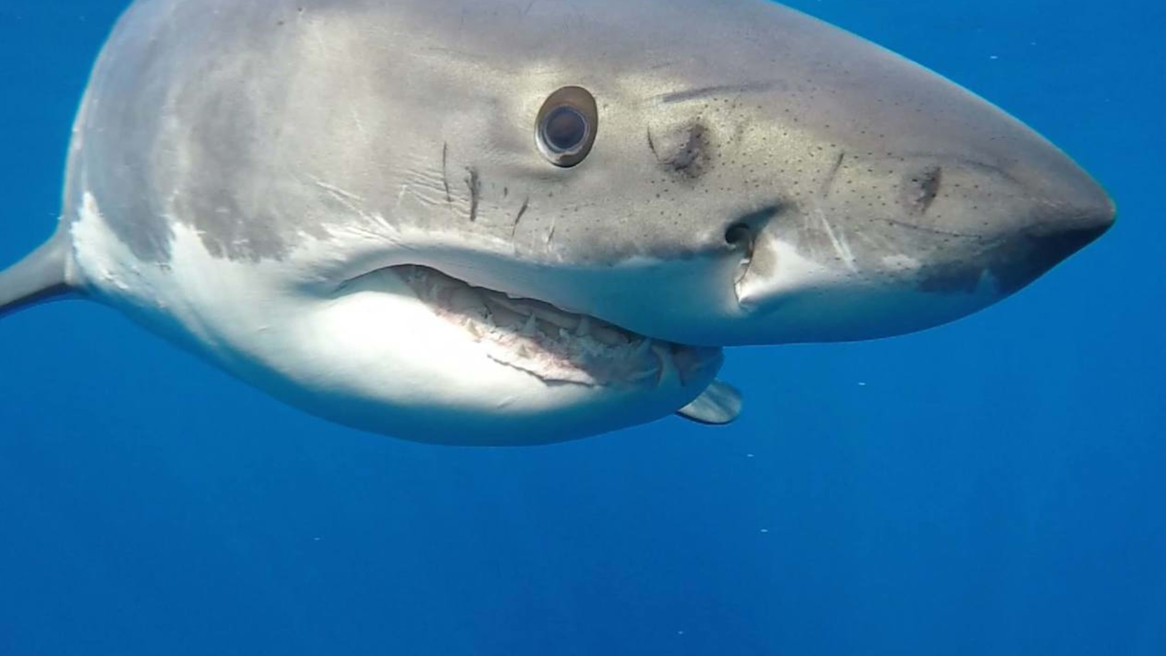A peek into the mysterious gaze of the great white shark - Men's Journal
