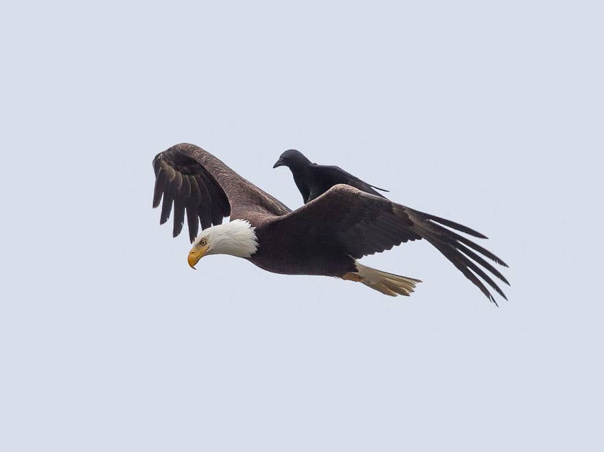 Crow riding atop a flying bald eagle | GrindTV.com - Men's Journal