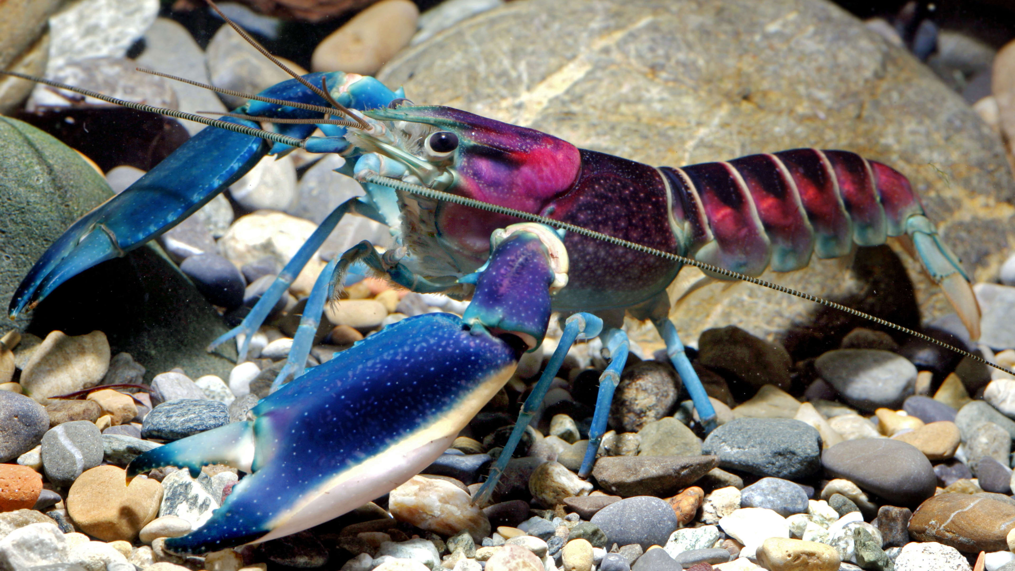 Colorful crayfish identified as new species that needs saving - Men's ...