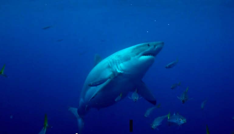 'Mega Shark' may be 'low point' for 'Shark Week' | GrindTV.com - Men's ...