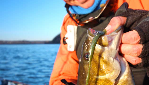 Double Duty Drop Shot - Double your odds of hooking up by drop-shotting ...
