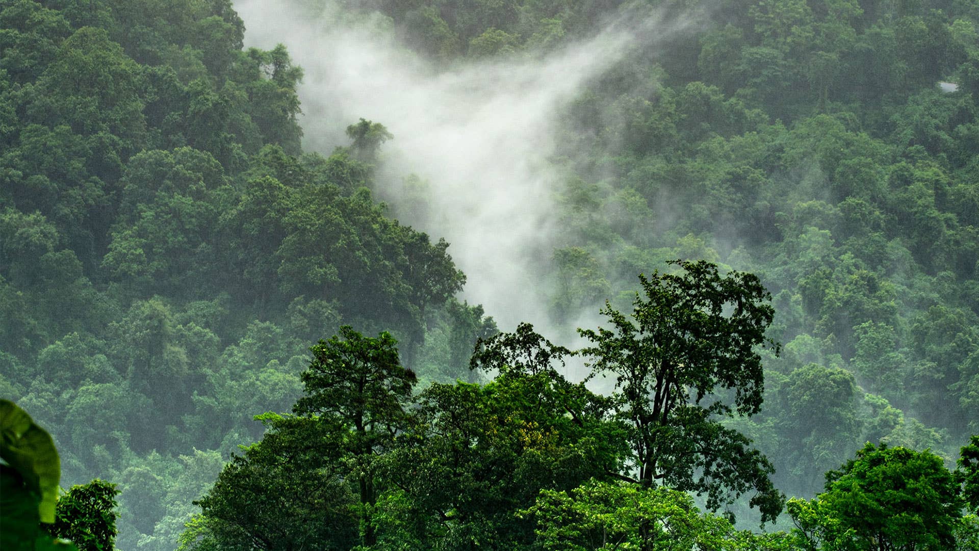 New Study Shows Rainforests Are Losing Their Ability to Absorb CO2 ...