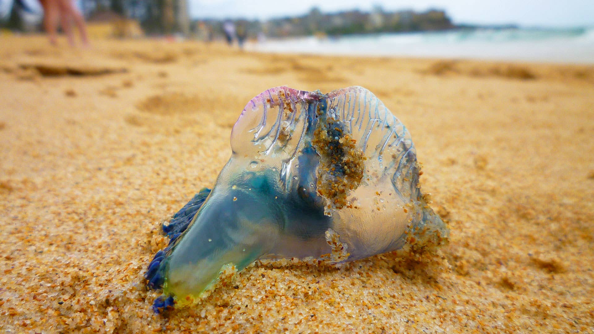 How to Deal With 6 of Surfing’s Nastiest Sea Creatures - Men's Journal