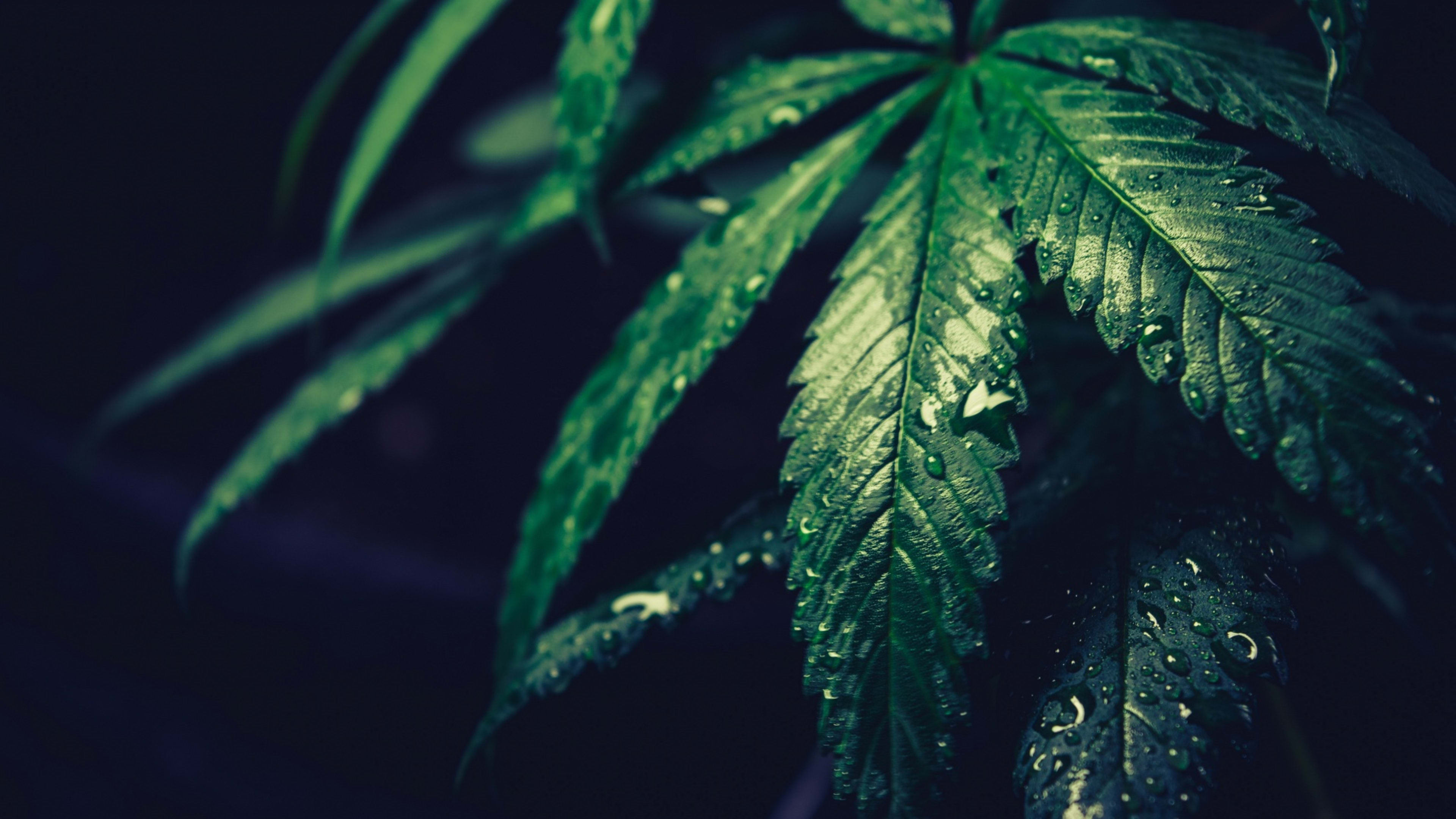 Smoking Weed: 10 Effects of Marijuana on Your Body | Men's Journal ...