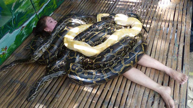 Zoo's pythons double as massage therapists - Men's Journal