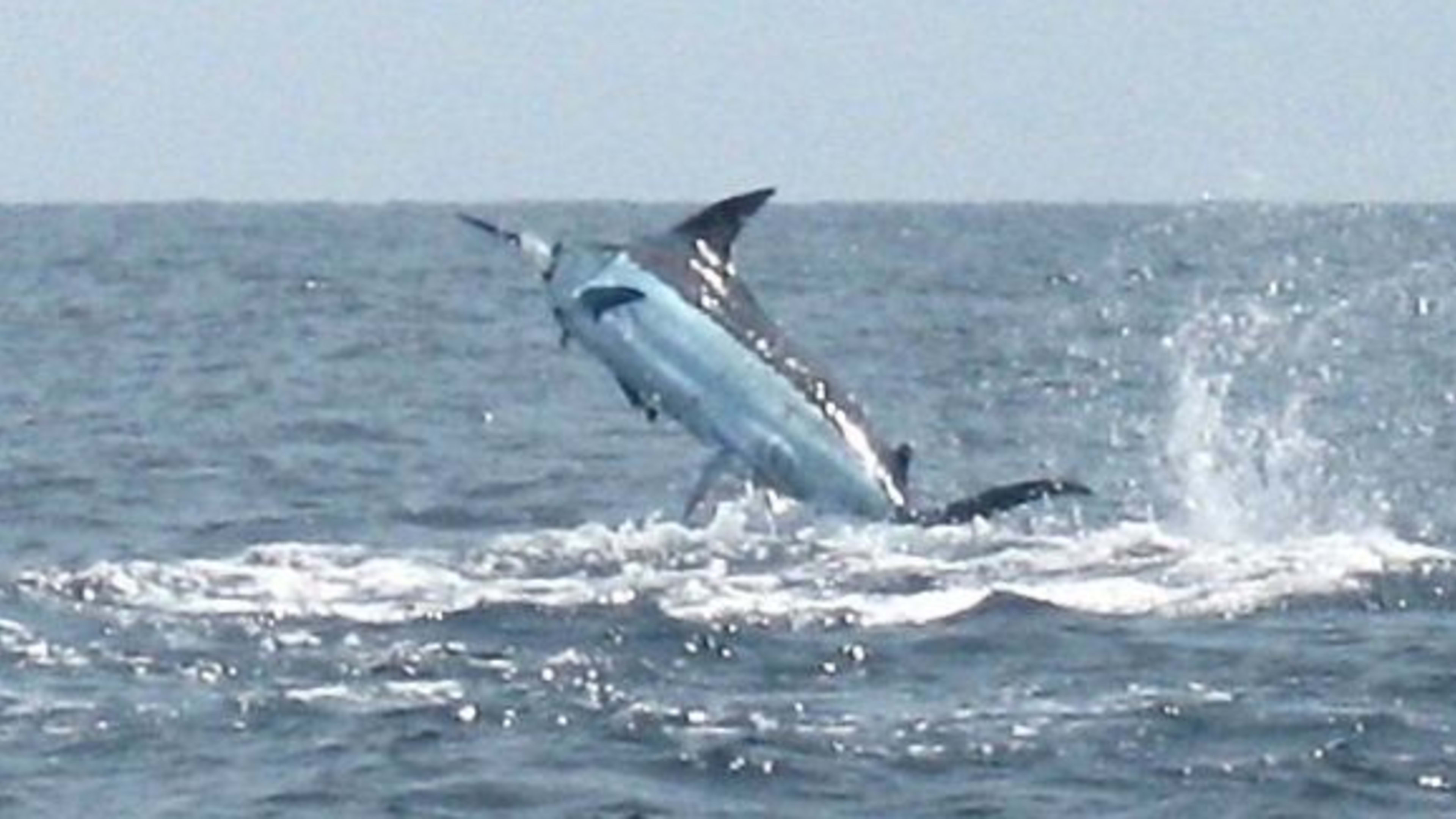 Black marlin attacks, kills woman snorkeler in Indonesia - Men's Journal