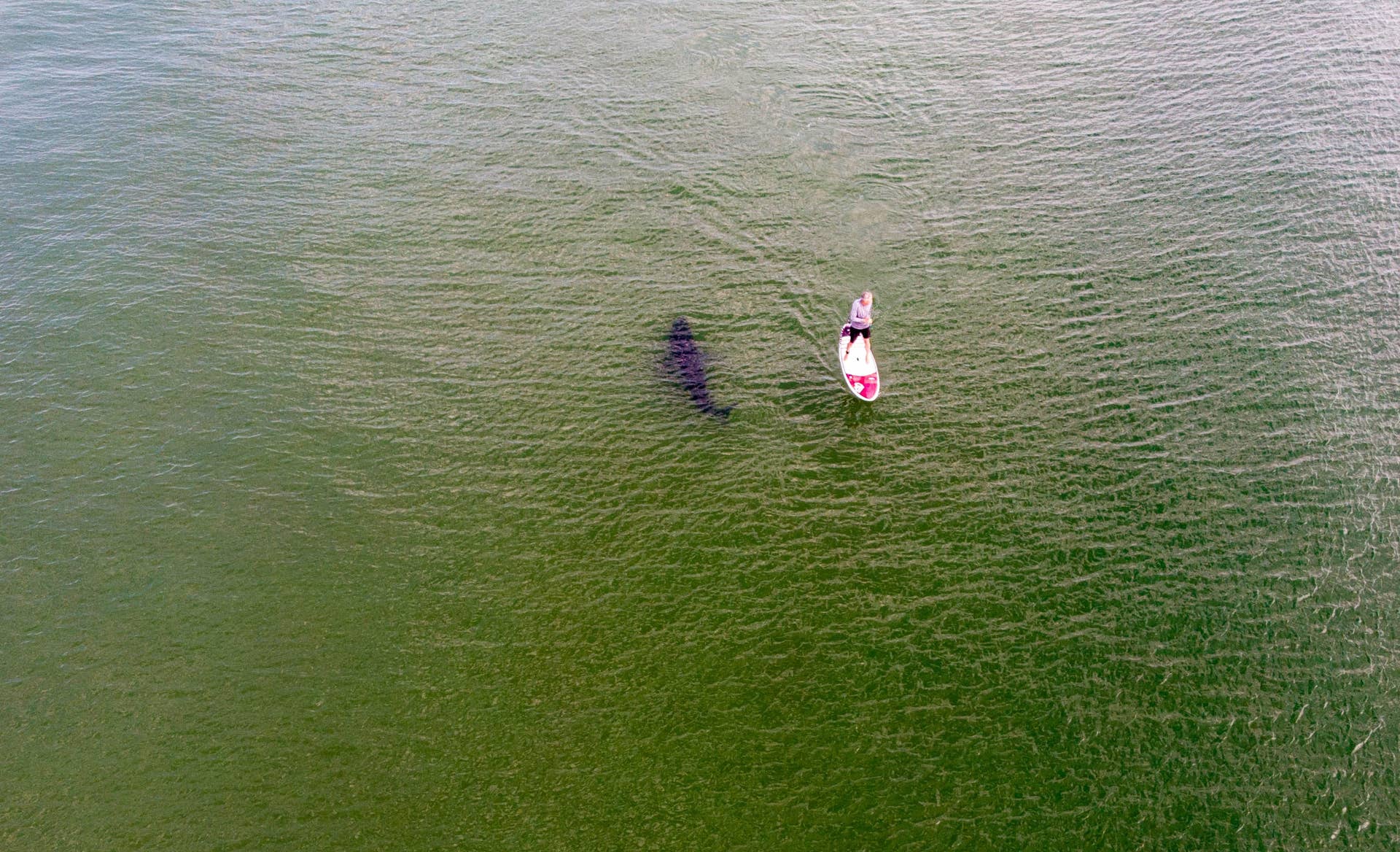 How a Shark Epidemic is Changing Cape Cod's Surfing and Community - Men ...
