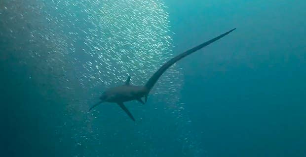 Rare footage reveals that thresher sharks hunt by slapping fish with ...