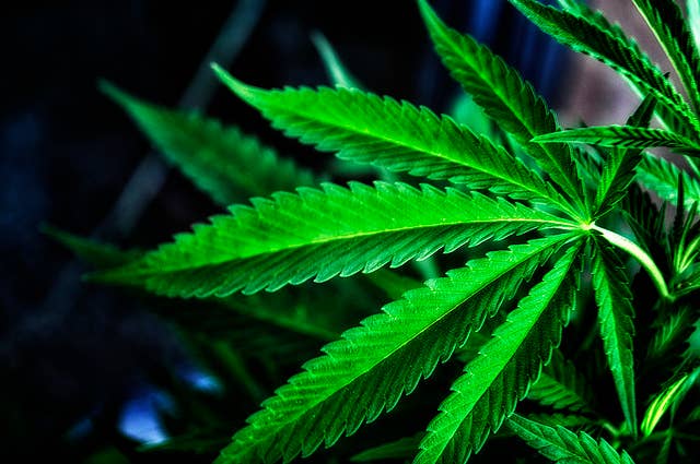 marijuana - Men's Journal